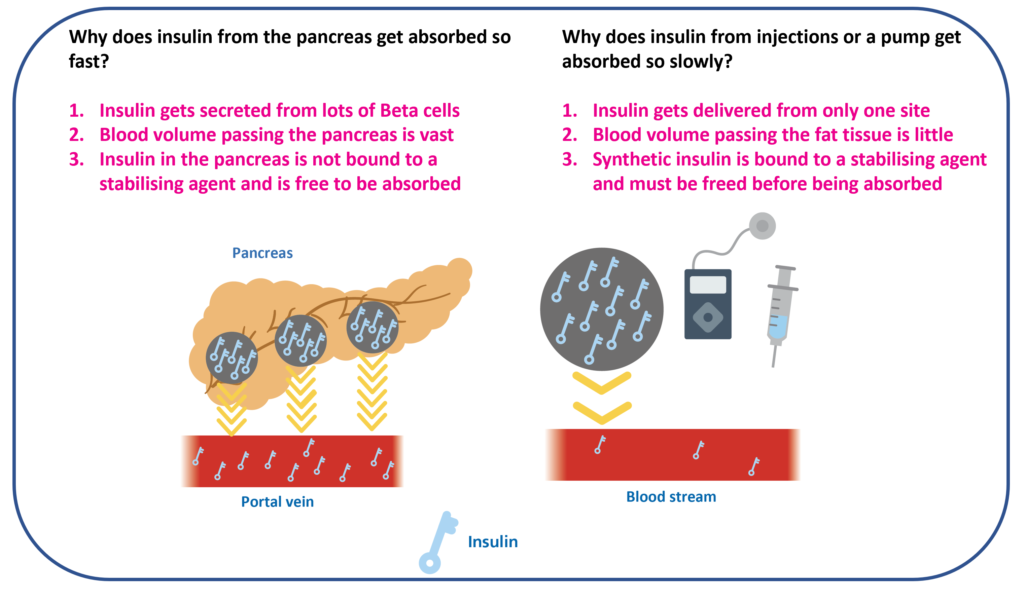 Bolus Insulin in Type 1 Diabetes — Key Guide | GNL