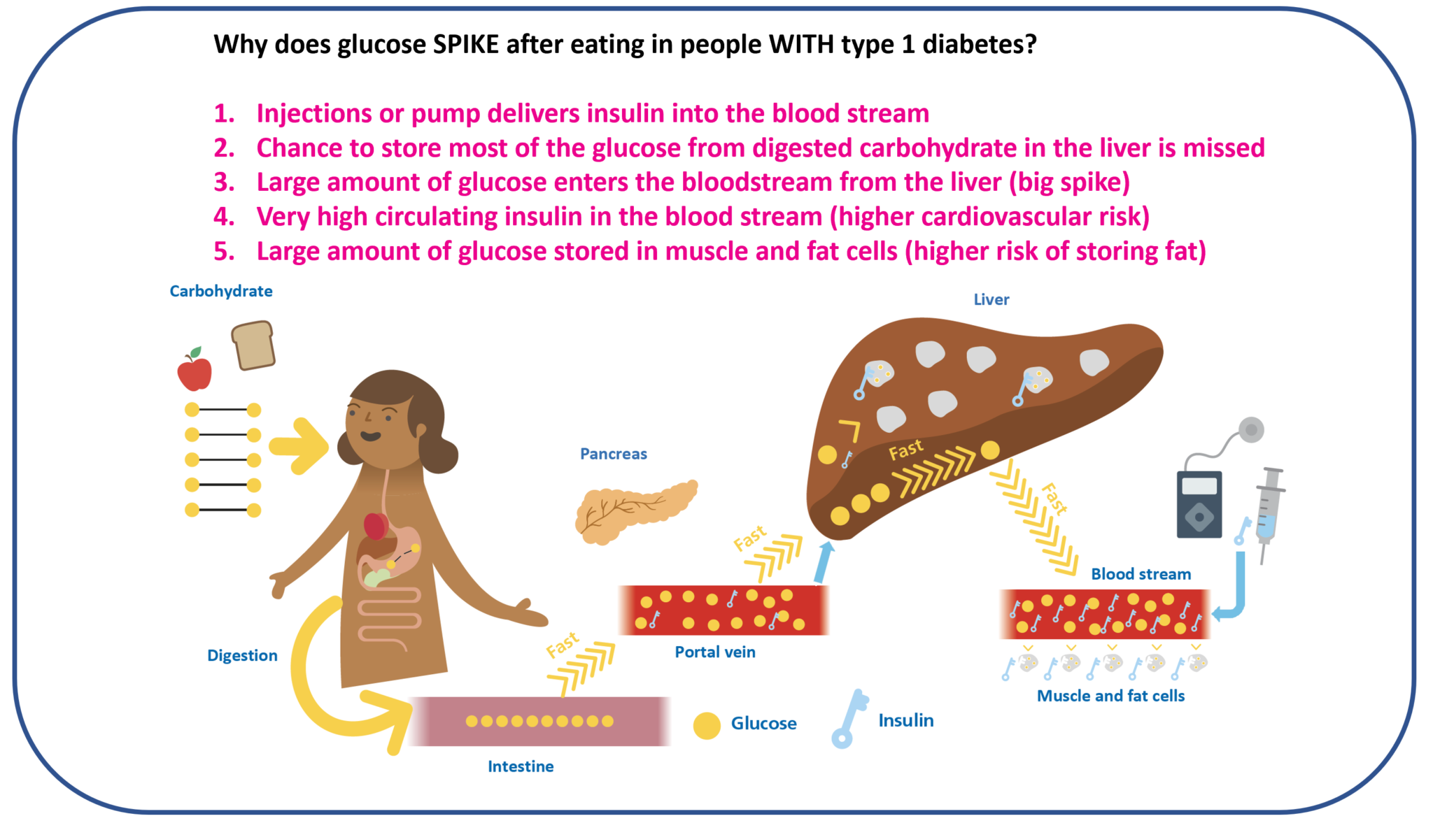 Bolus Insulin in Type 1 Diabetes — Key Guide | GNL